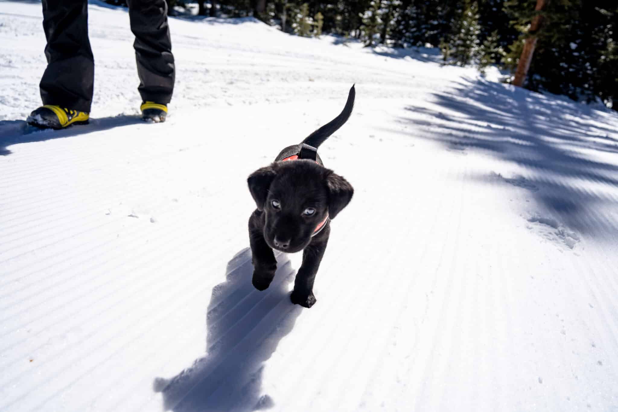 Purgatory's Newest Avalanche Rescue Dog - Purgatory Resort