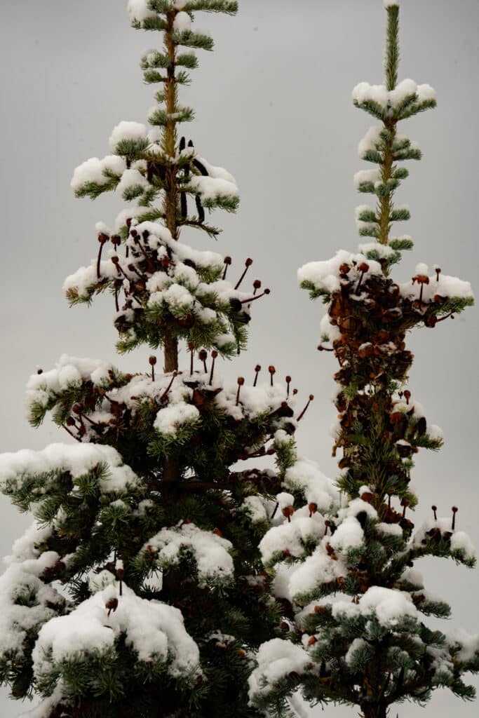 First Snow of the 24-25 Winter Season is Here! - Purgatory Resort